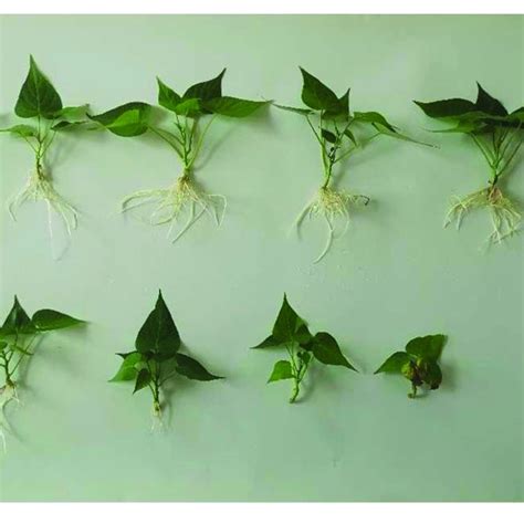 Effects Of Different Selenium Concentrations On The Plant Height Of Download Scientific