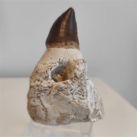 Marine Reptile Fossil Tooth Mosasaurus Sp 10 Cm 8 Cm Catawiki