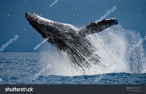 Humpback Whale Jumps Out Water Beautiful Stock Photo (Edit Now) 340809731