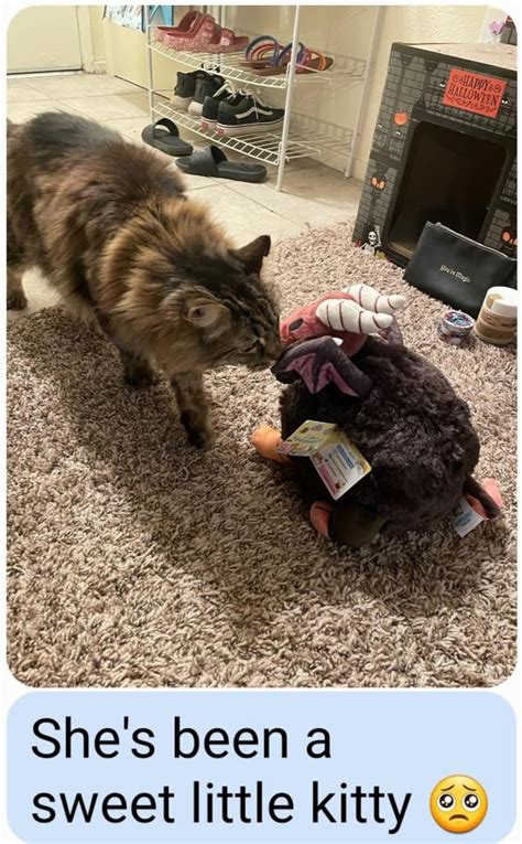 Various Cat Reactions To All My Friends New Squishables R Squishable