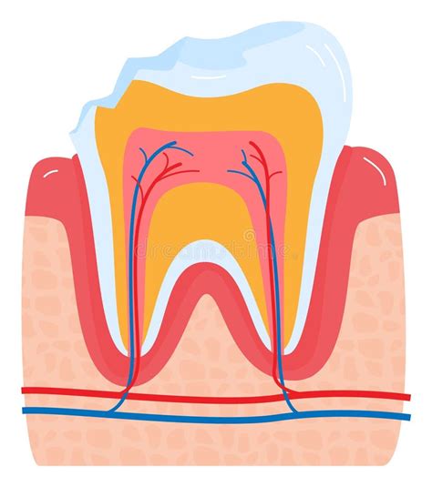 Close Up Diagram Of Human Tooth Anatomy With Enamel Dentin Pulp And