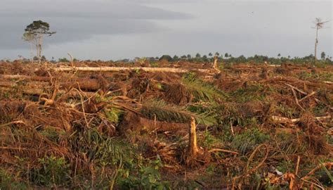 Land Portal On Twitter Sierraleone The Customary Land Rights Act And