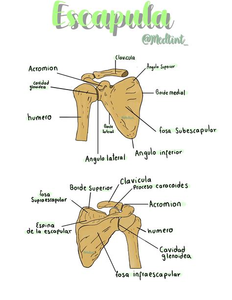 Escapula Miembro Inferior Anatomia Del Hueso Huesos Anatomia