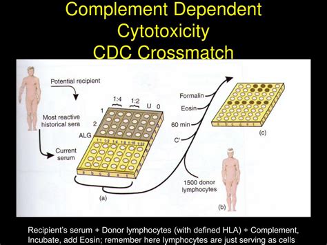 Ppt Renal Transplantation Powerpoint Presentation Free Download Id