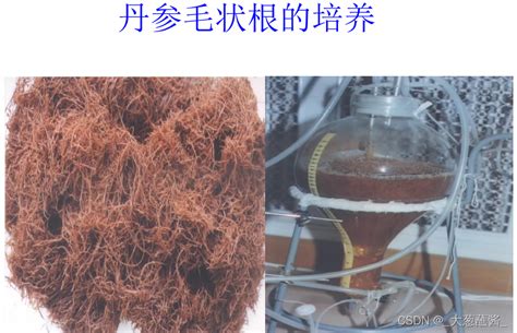 细胞工程 5 植物细胞培养和次生代谢产物生产二阶段连续培养法 生长培养基 生产培养基玻璃晴朗的博客 Csdn博客
