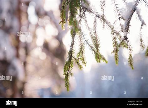 Nature Winter Background With Snowy Pine Tree Branches Shallow Dof
