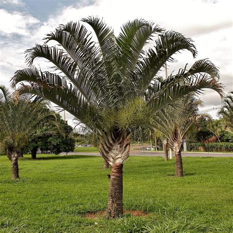 Palmeras Todo Sobre Estas Plantas