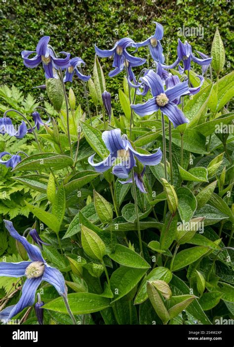 Pretty Blue And White Flowers Of Clematis Integrifolia Solitary