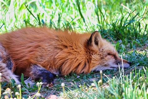 Fox Wild Wildlife Free Photo On Pixabay
