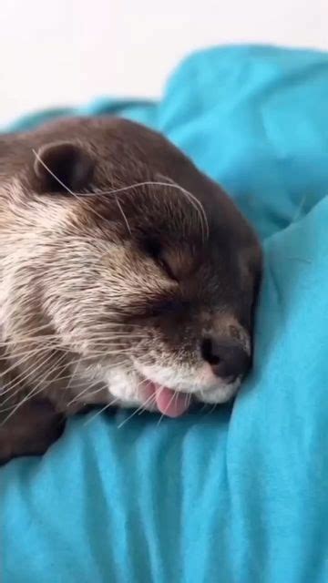 What Do Otters Dream About