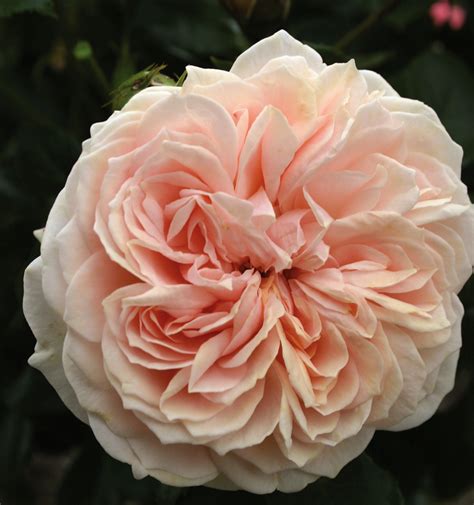 Rosa ‘cream Veranda In 3 Gallon Pot Fraser Valley Rose Farm