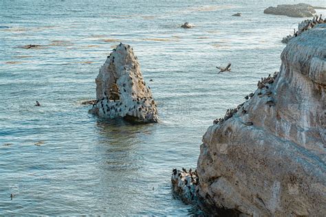 海洋中的岩石和鹈鹕一大群褐鹈鹕从马戈多德公园海滩加利福尼亚的观点