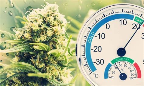 The Importance Of Humidity For Growing Cannabis Atlas Scientific