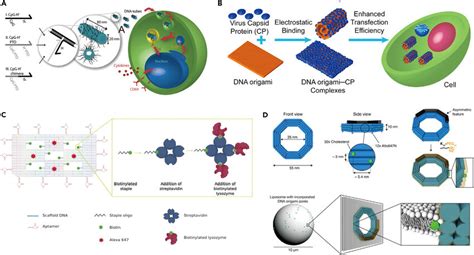 Dna Origami For Drug Delivery A Fabrication Of Cpg Decorated 30 Helix Download Scientific
