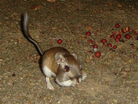 So Elated Nearly Extinct Species Seen In California