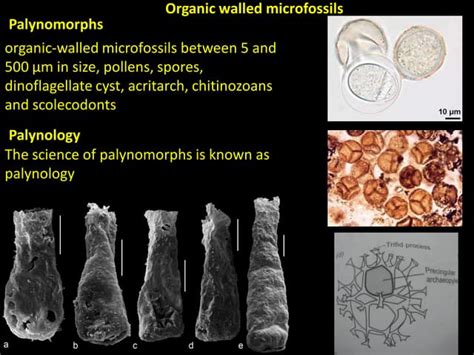 Pollens And Spores Types Classsification Ppt