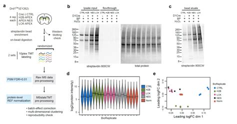 Apex2 Based Cell Type Specific Proteomics In The Mouse Striatum A
