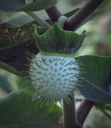 Datura Innoxia Introduced Eflora Of India