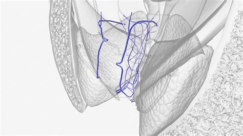 Premium Photo The Rectal Venous Plexus Surrounds The Rectum And
