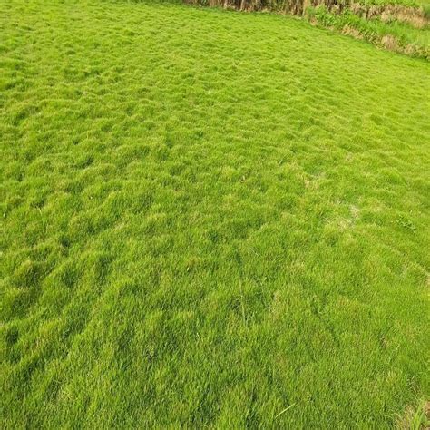 Natural Lawn Grass For Garden At Rs 950sq Ft In Hyderabad Id 26424478362