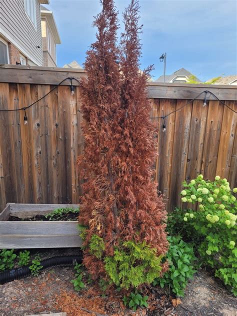 Brown Cedar Tree Needles Toronto Master Gardeners