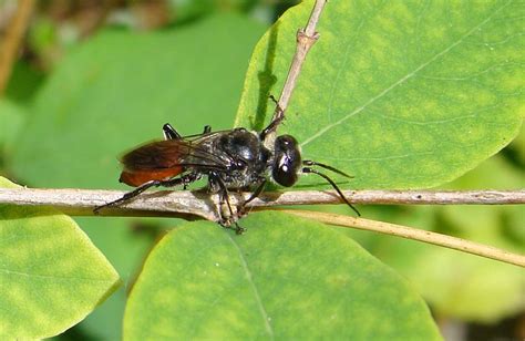 Oregon Researchers Find A Native Wasp With A Taste For Stink Bugs