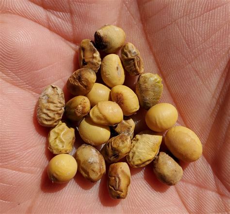 Identification And Management Of Seed Disease On Soybean
