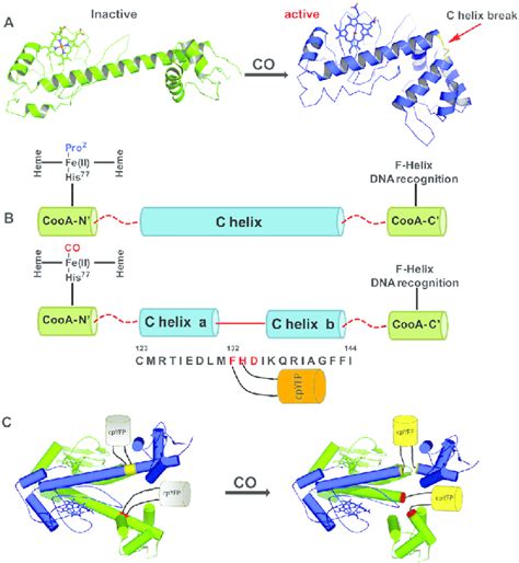 The Biosensor Coser Is Composed Of Yellow Fluorescent Protein Yfp As