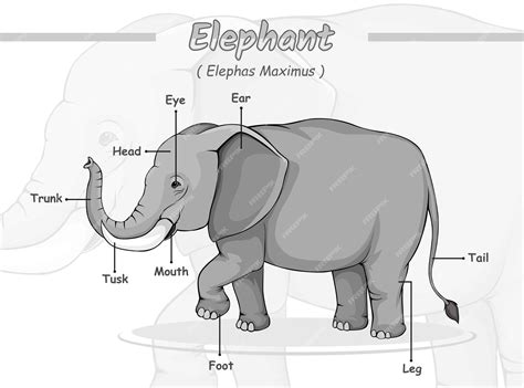 Premium Vector Parts Of An Elephant