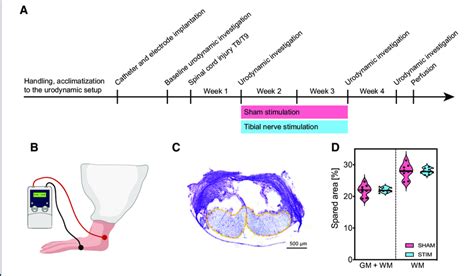 Investigation Of Transcutaneous Tibial Nerve Stimulation Effects On Download Scientific Diagram