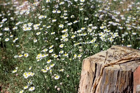 Free Images Nature Plant Field Lawn Meadow Sunlight Leaf