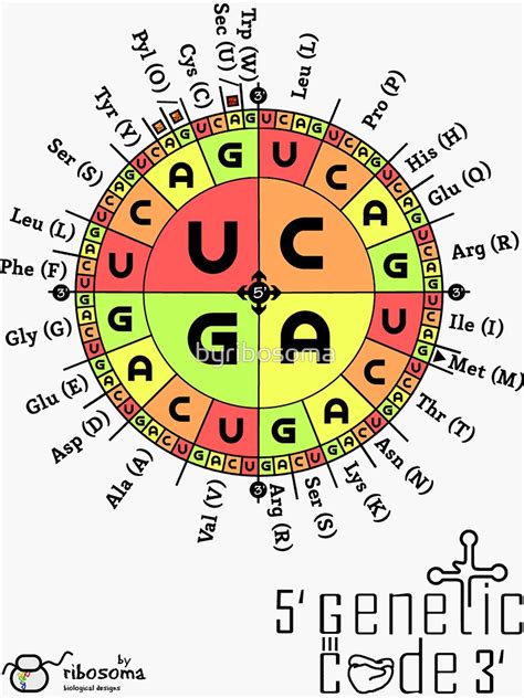 Genetic Code Sticker For Sale By Byribosoma Redbubble