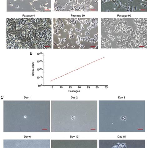 Cell Surface Marker Expression Profiles A Representative Histograms Download Scientific