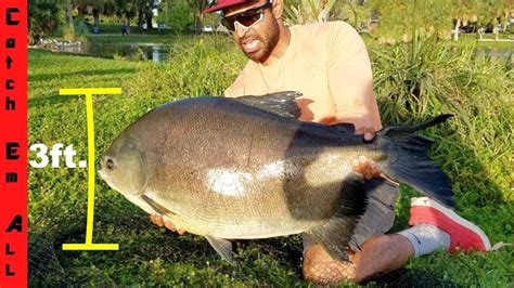 Catching Monster Pet Fish 40lb Pacu In Small City Park Pond Youtube