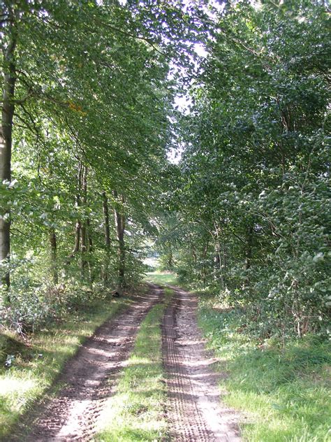 Forest Path Free Photo On Pixabay Pixabay