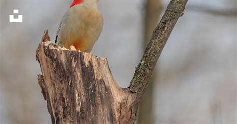 나무 그루터기에 앉은 빨간 머리 딱따구리 사진 Unsplash의 무료 새 이미지