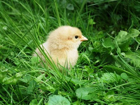 Photo Gratuite Poussins Jaune Mignon Duveteux Image Gratuite Sur