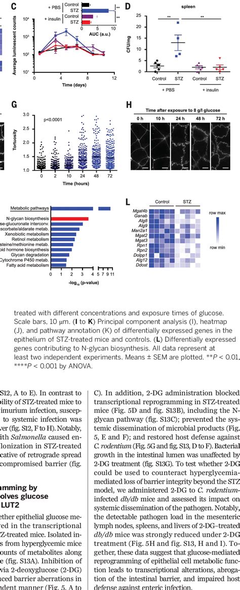 Hyperglycemia Alters Intestinal Epithelial Cell Function A And B