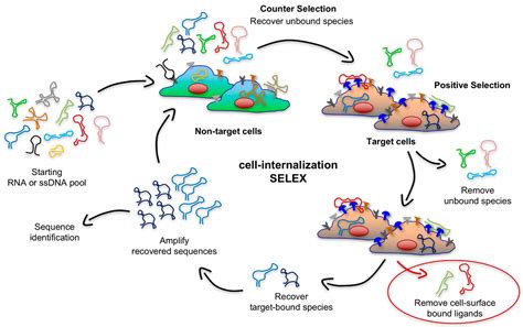 Biomedicines Special Issue Engineering Aptamers For Biomedical
