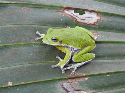 Barking Treefrog Hyla Gratiosa On A Palmetto Rhamphotheca