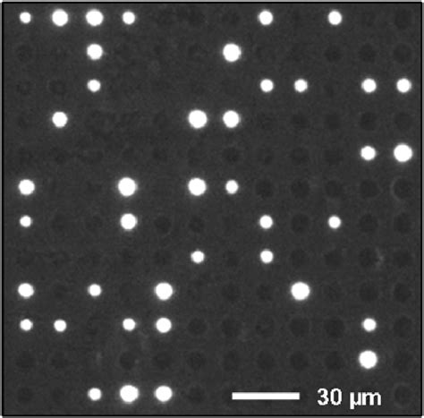 A 12 × 12 Microwell Region Selected From Within A Larger Stamped Coc