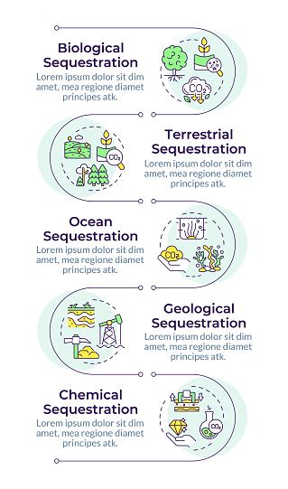 Types Of Carbon Sequestration Infographic Vertical Sequence Stock Illustration Download Image