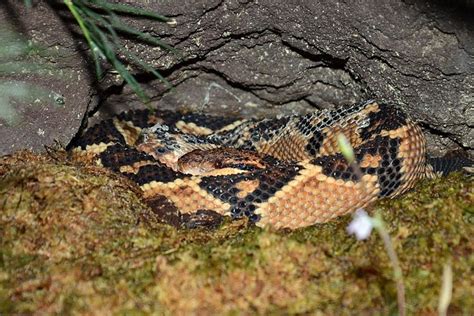 Surucucu Cobra Bico De Jaca