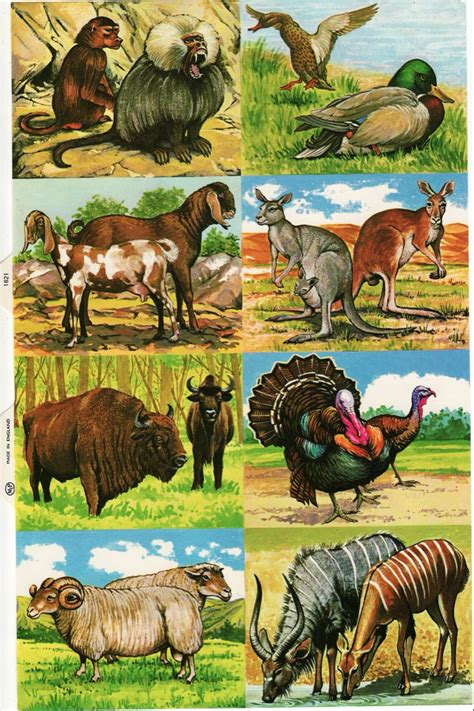 Free Animal Posters From Illustrated Larousse Dictionaries Artofit