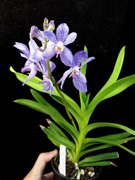 Phalaenopsis X Vanda Orchid Flowers