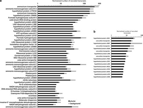 Genome Enabled Transcriptomics Reveals Archaeal Populations That Drive Nitrification In A Deep