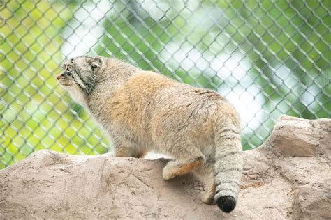4月23日は【国際マヌルネコの日】 超モフモフ＆不機嫌フェイス マヌルネコが好きすぎる！ 写真 1枚目