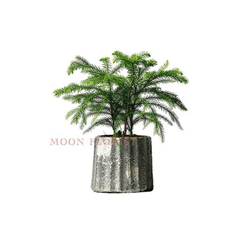 【風水植物】 室內植物風水 植物風水 Moon Florist 水種植物風水