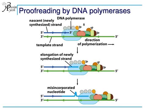 Ppt Maintenance Of Genomic Integrity And The Development Of Cancer