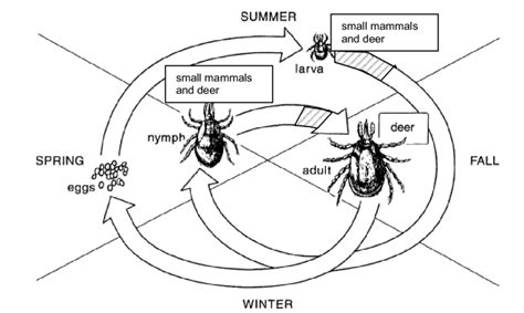 The Typical Life Cycle Of The Black Legged Or Deer Tick Ixodes Download Scientific Diagram
